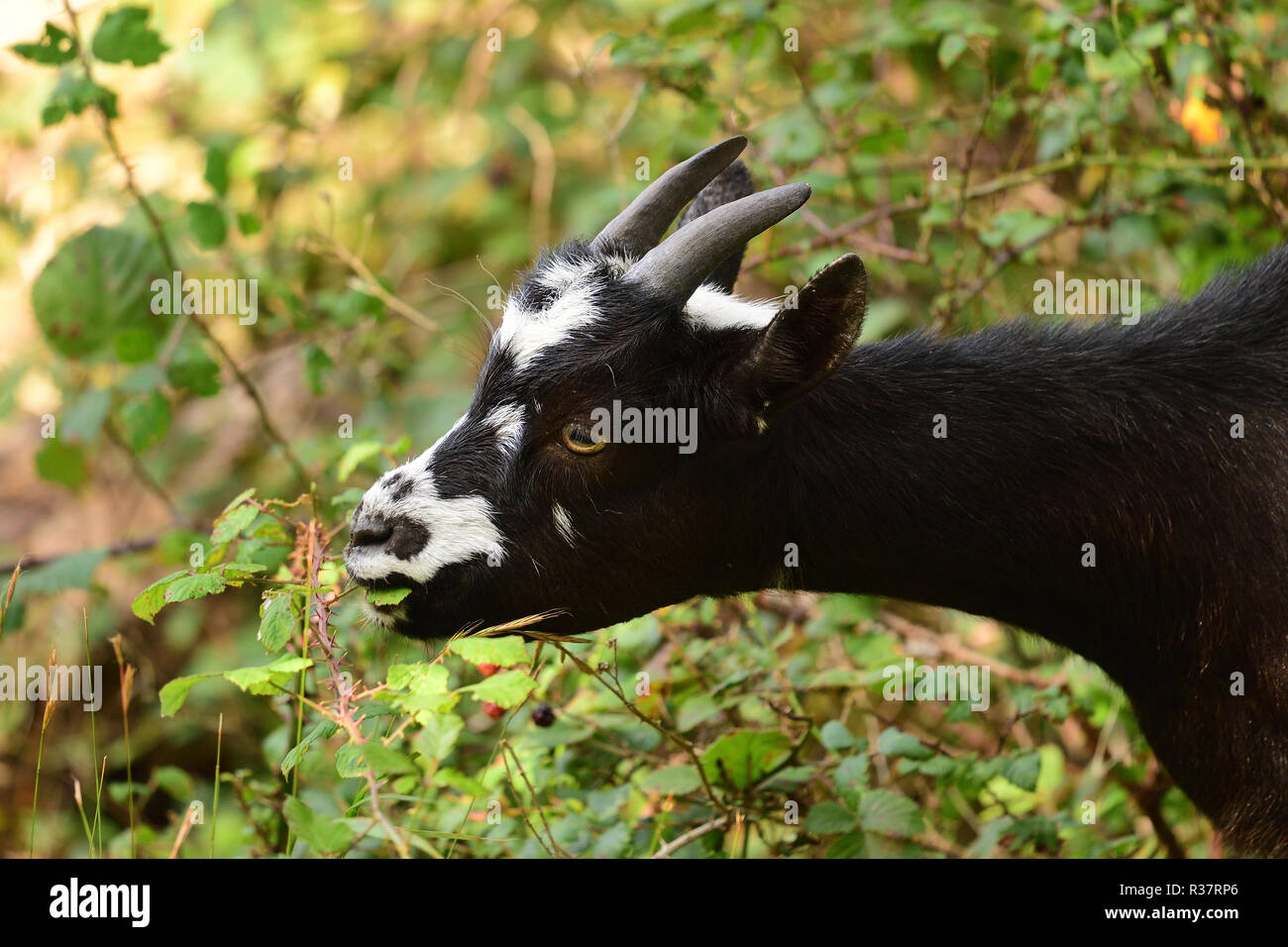 Portrait of a young wild goat grazing in the woods at Cheddar gorge in ...