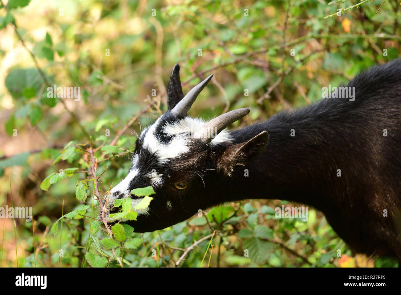Portrait of a young wild goat grazing in the woods at Cheddar gorge in ...