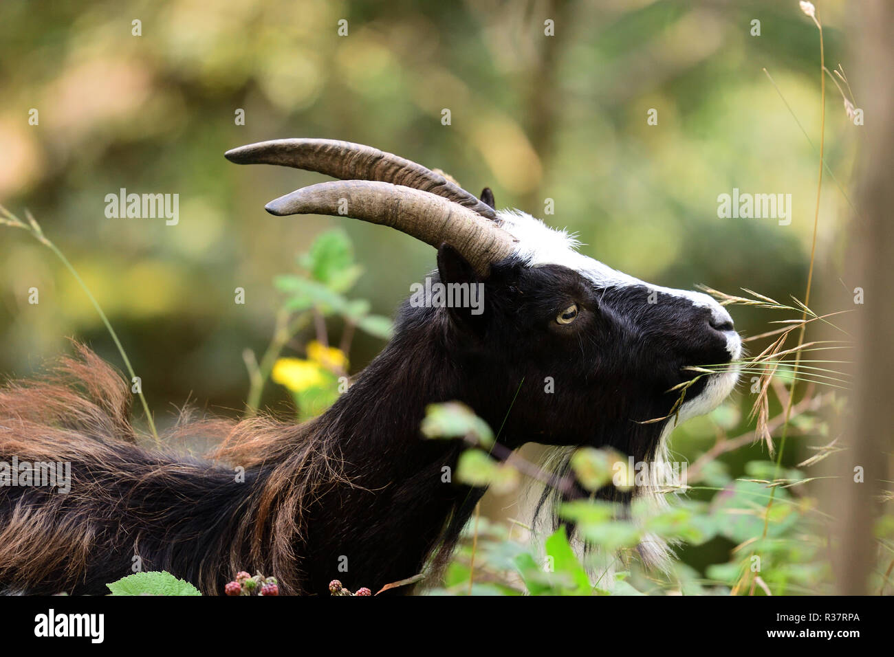 Close up portrait of a wild goat in the woods at Cheddar gorge in ...