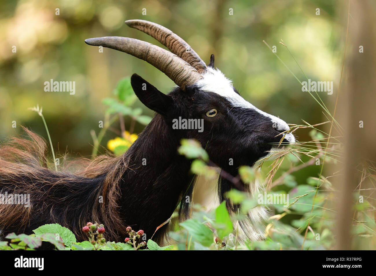 Close up portrait of a wild goat in the woods at Cheddar gorge in ...