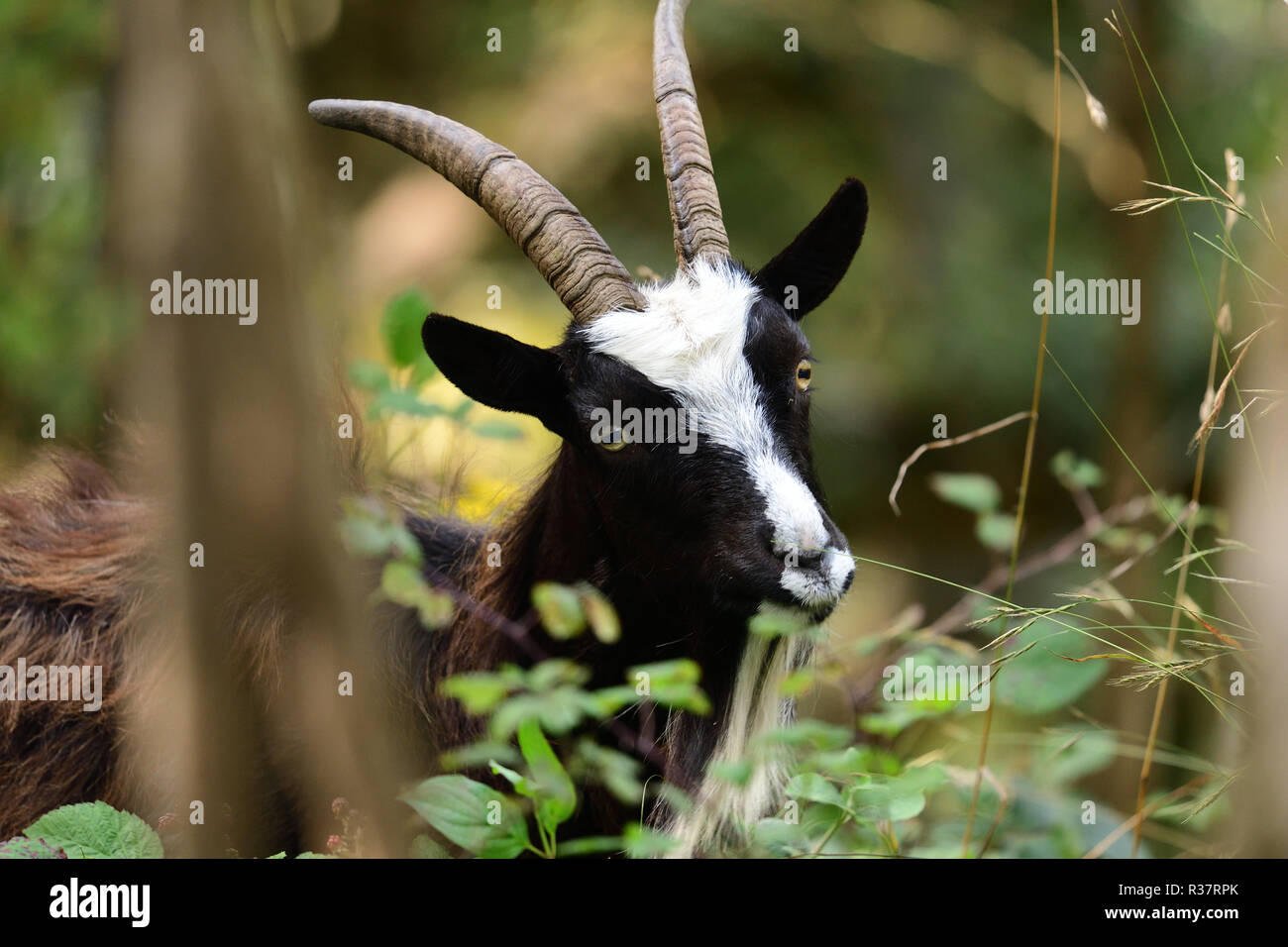 Close up portrait of a wild goat in the woods at Cheddar gorge in ...