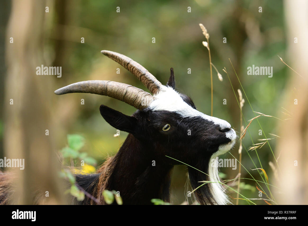 Close up portrait of a wild goat in the woods at Cheddar gorge in ...