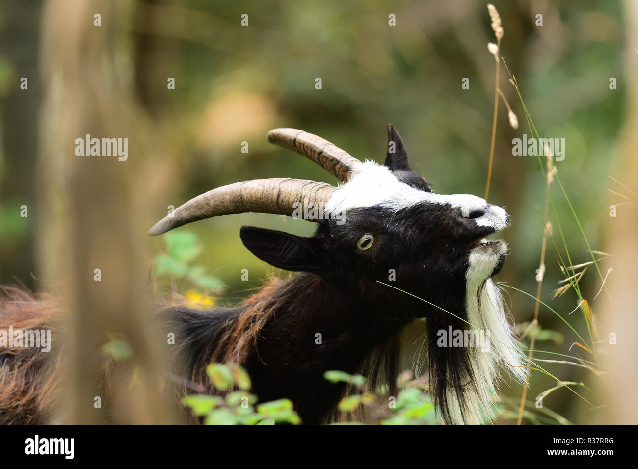 Close up portrait of a wild goat in the woods at Cheddar gorge in ...