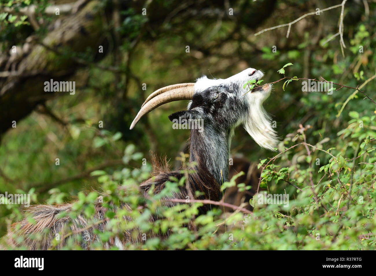 Portrait of a wild goat grazing in the woods at Cheddar gorge in ...