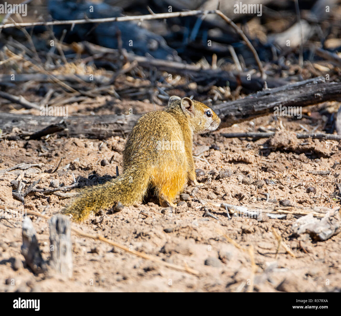 An African Tree Squirrel in Southern African savanna Stock Photo - Alamy