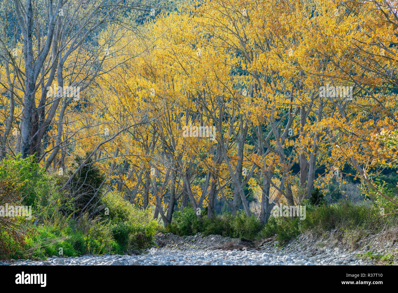 Trees with new spring growth with autumn colours lining stony dry river ...