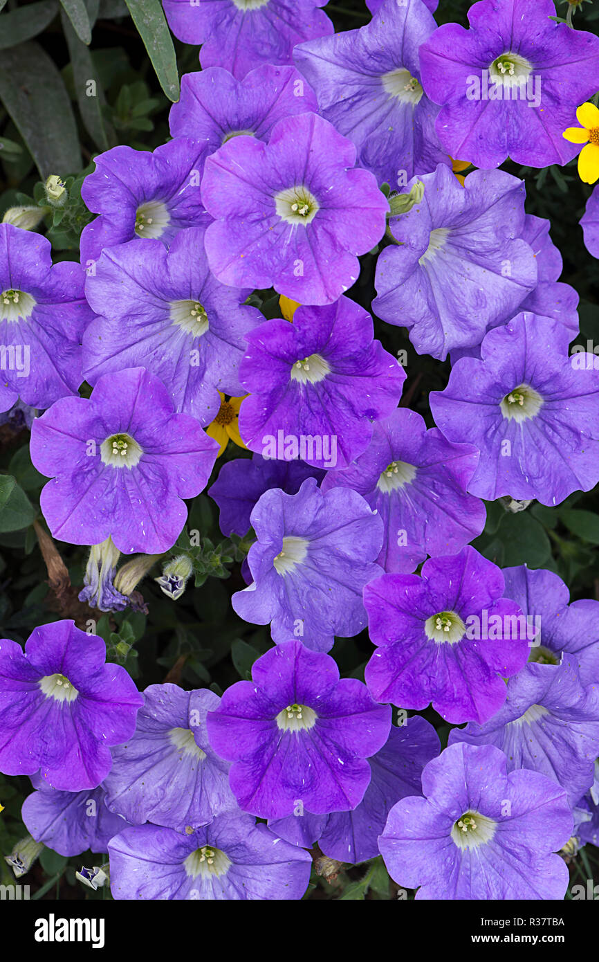 Blue flowering Petunias (Petunia), full size, Germany Stock Photo - Alamy