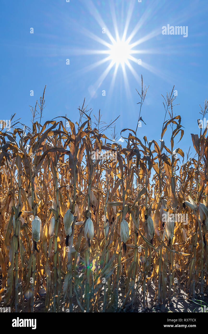 Solar dried hi-res stock photography and images - Alamy