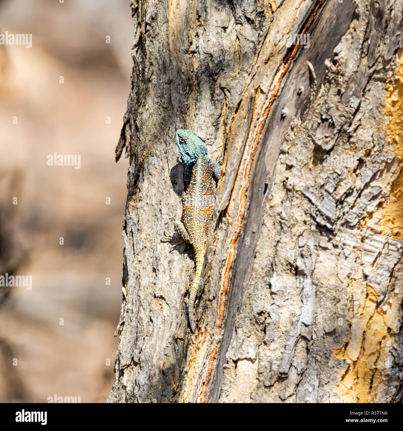 A female Tree Agama in Southern African woodland Stock Photo - Alamy