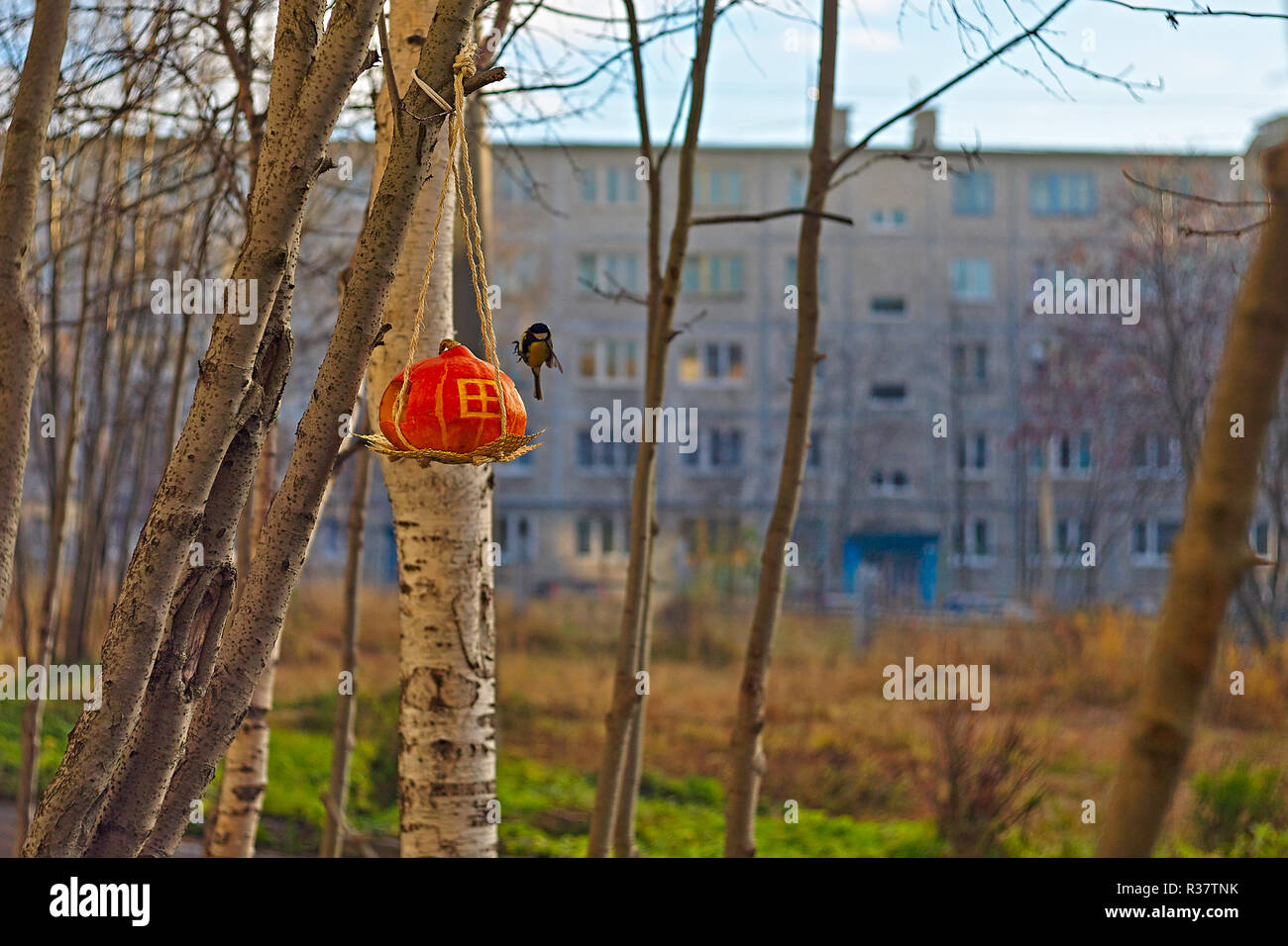 Funny chickadee hi-res stock photography and images - Alamy