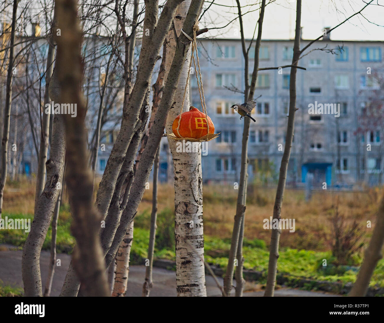 Funny chickadee hi-res stock photography and images - Alamy