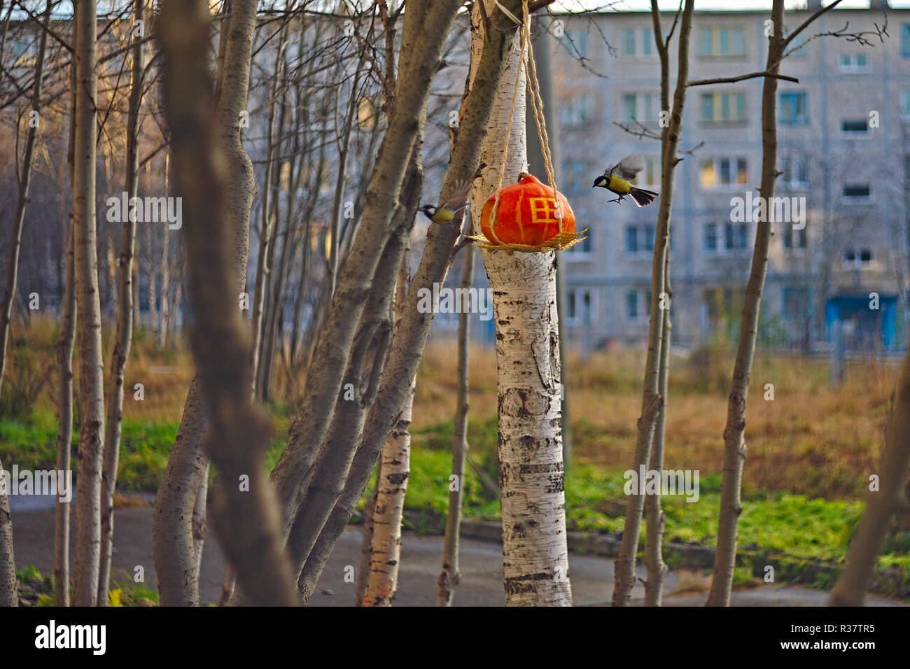 Funny chickadee hi-res stock photography and images - Alamy