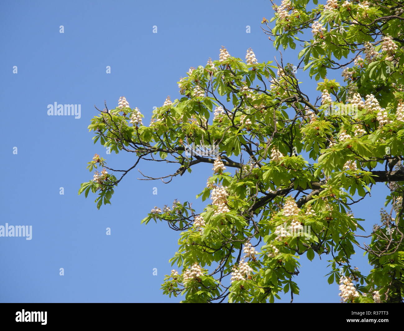 Buckeye blossoms hi-res stock photography and images - Alamy