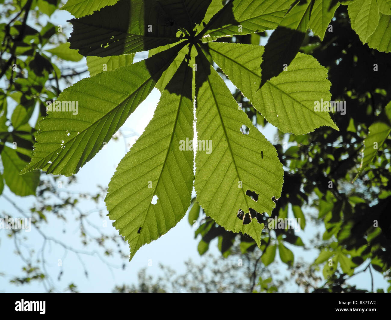 Kastanienbla hi-res stock photography and images - Alamy