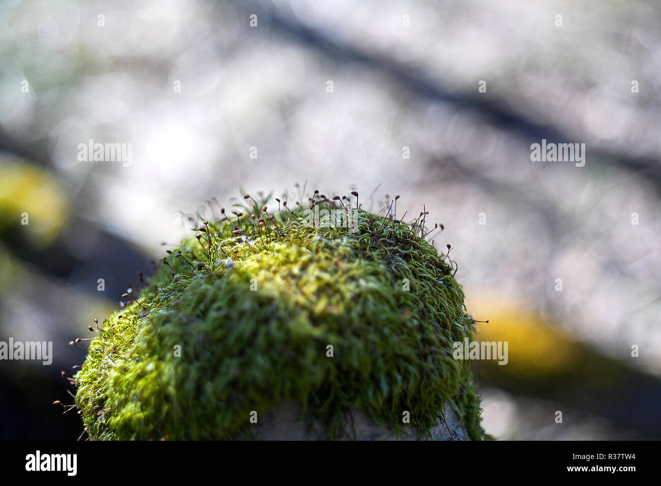 an old stump and MOSS Stock Photo - Alamy