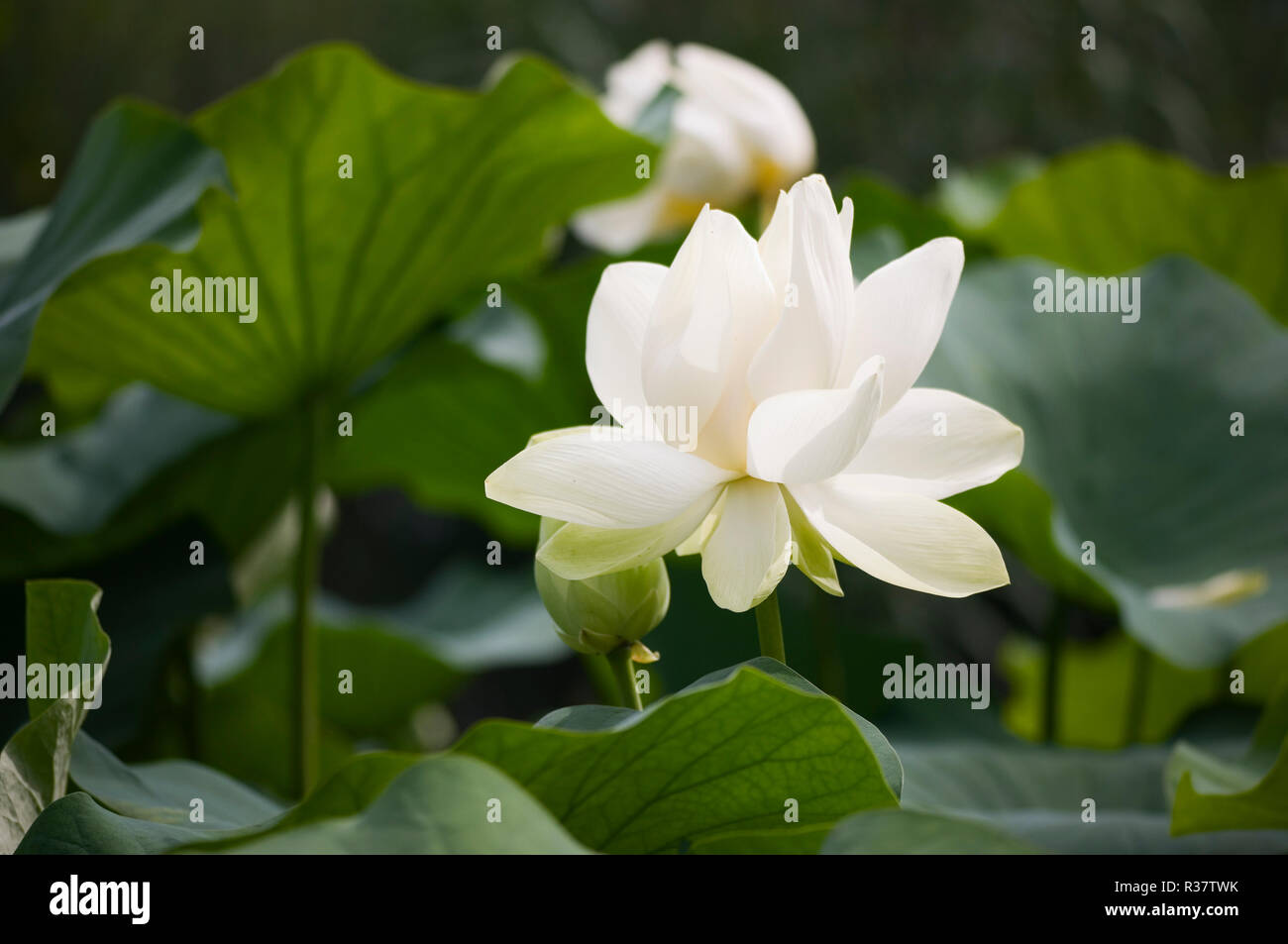 Single lotus hi-res stock photography and images - Alamy