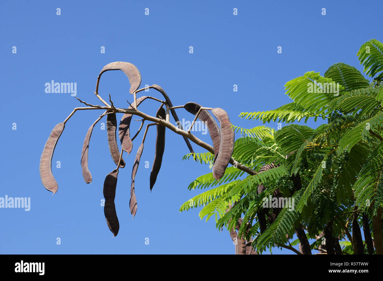 flame tree with legumes Stock Photo - Alamy