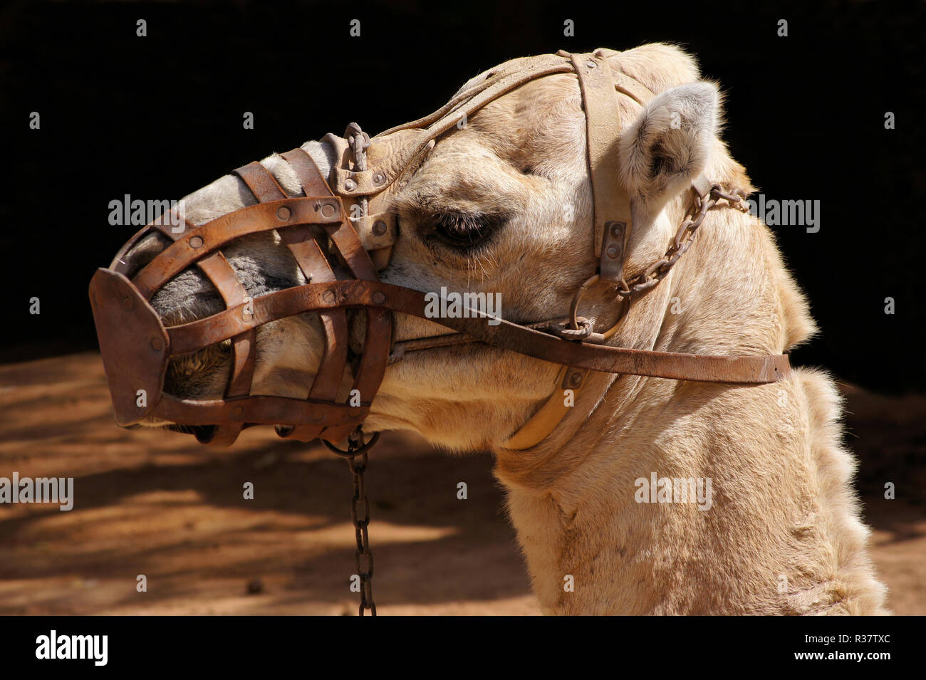 Kameltour hi-res stock photography and images - Alamy