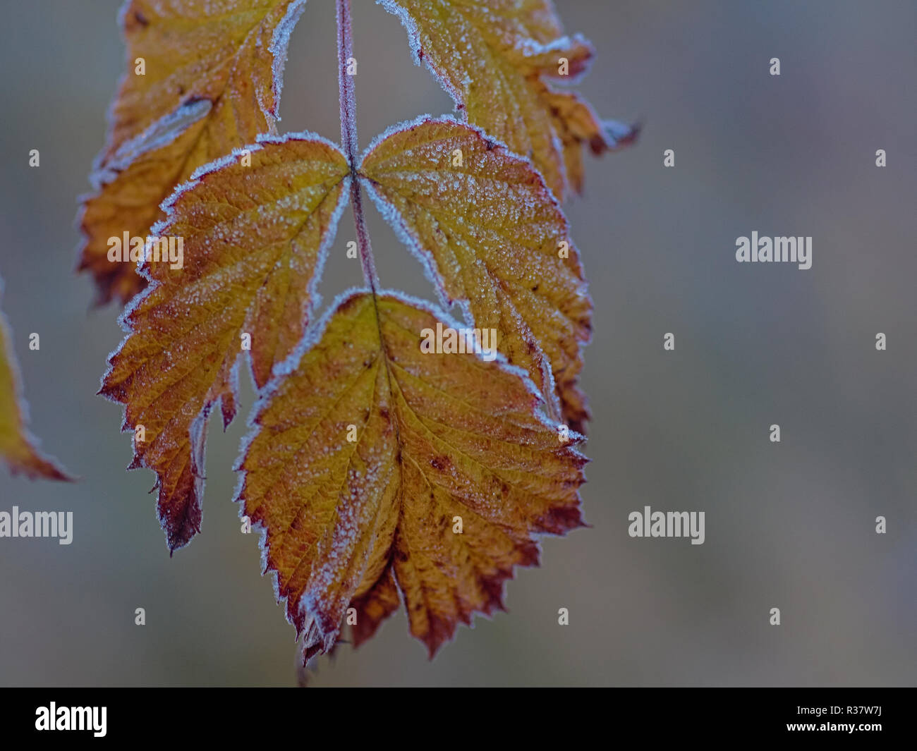first frost. background, cloud, ice, hoarfrost, winter Stock Photo - Alamy