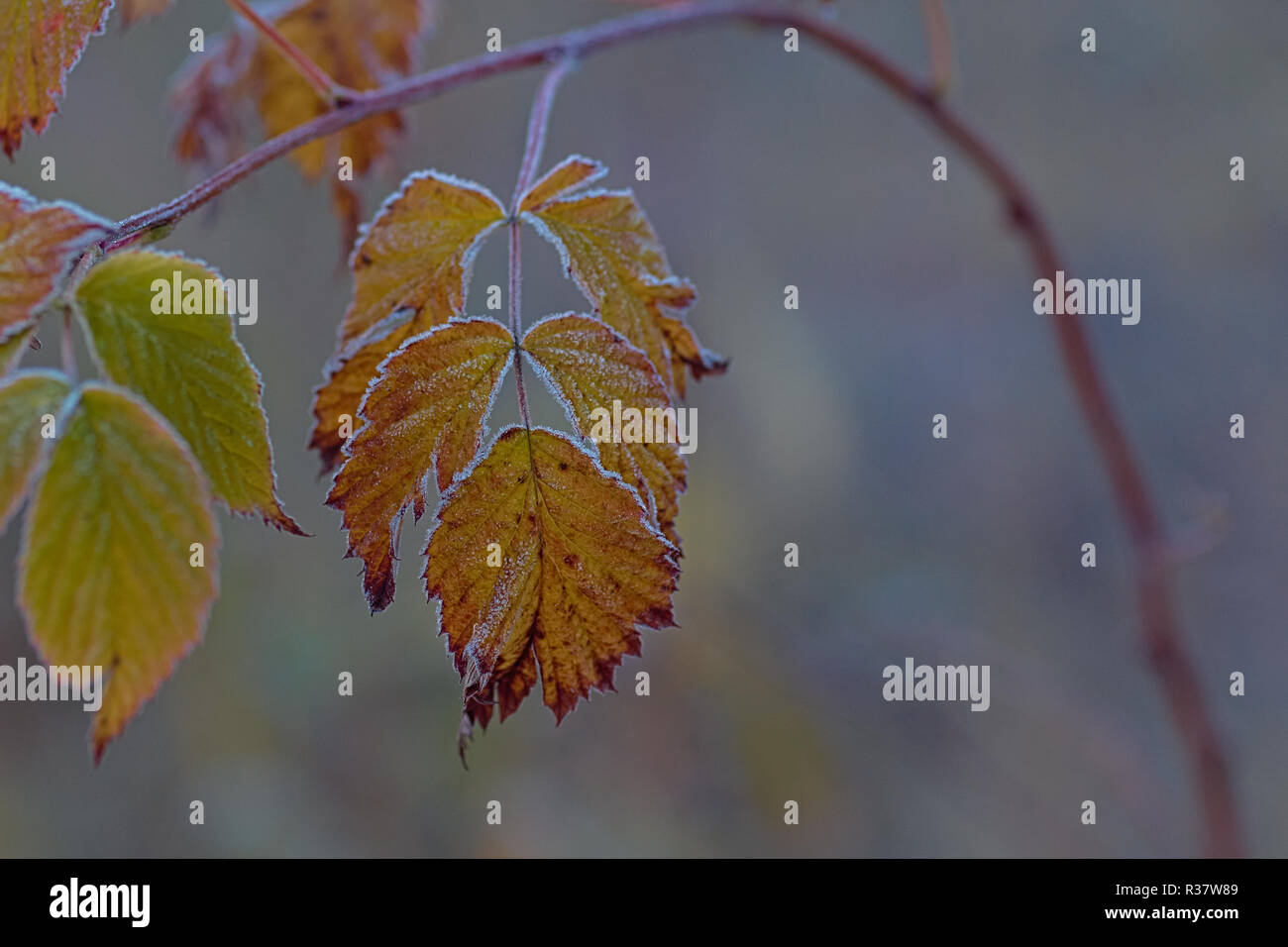 first frost. background, cloud, ice, hoarfrost, winter Stock Photo - Alamy