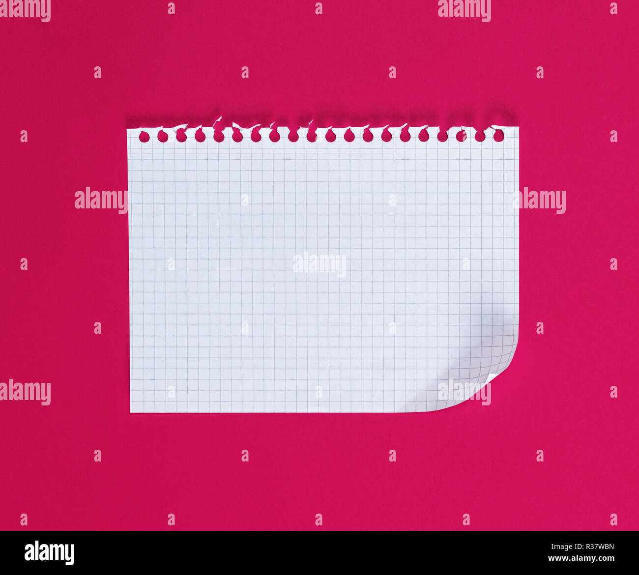 empty rectangular white sheet torn out of notepad on a pink background ...