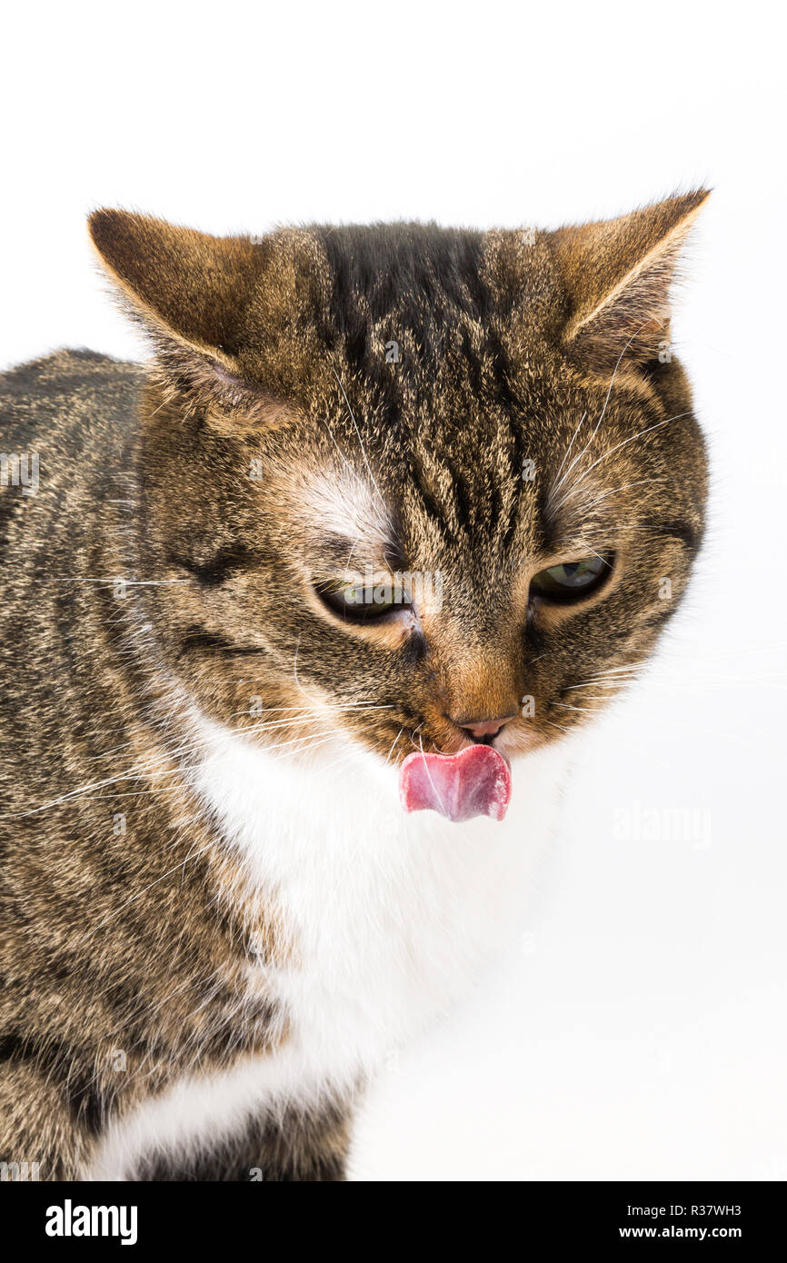 Tongue taste test hi-res stock photography and images - Alamy
