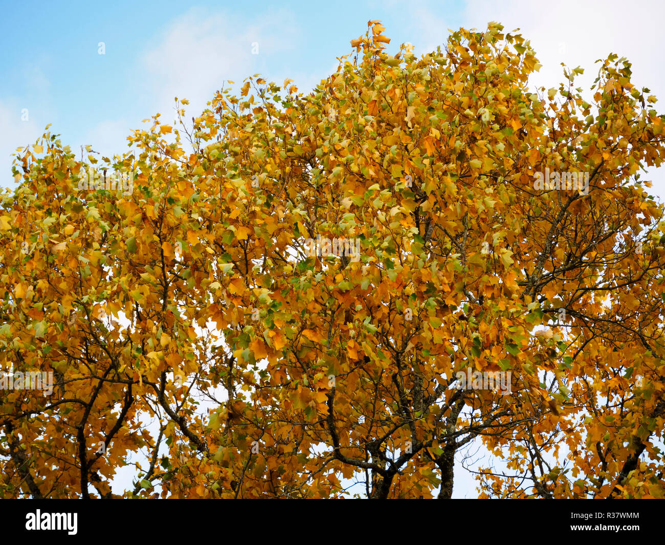 Yellow autumn foliage of the deciduous tulip tree, Liriodendron ...