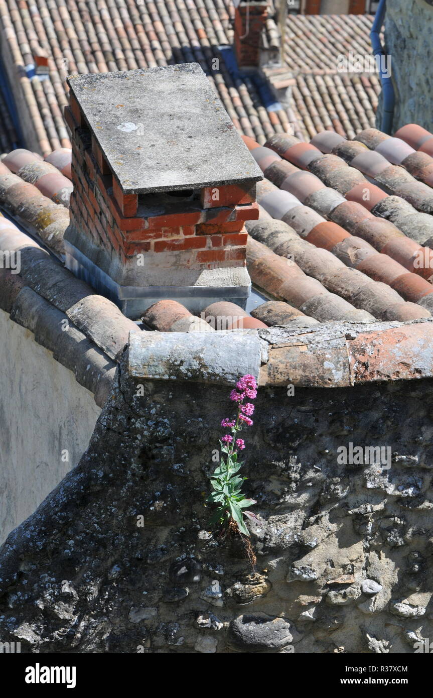 over the roofs of crest Stock Photo - Alamy