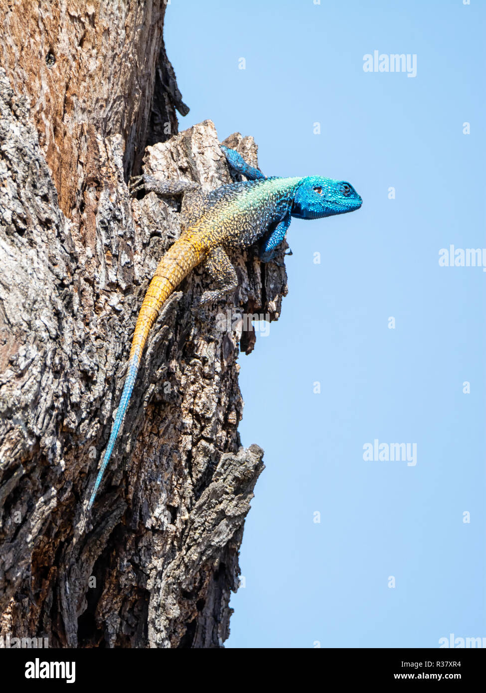 A male Tree Agama in Southern African woodland Stock Photo - Alamy
