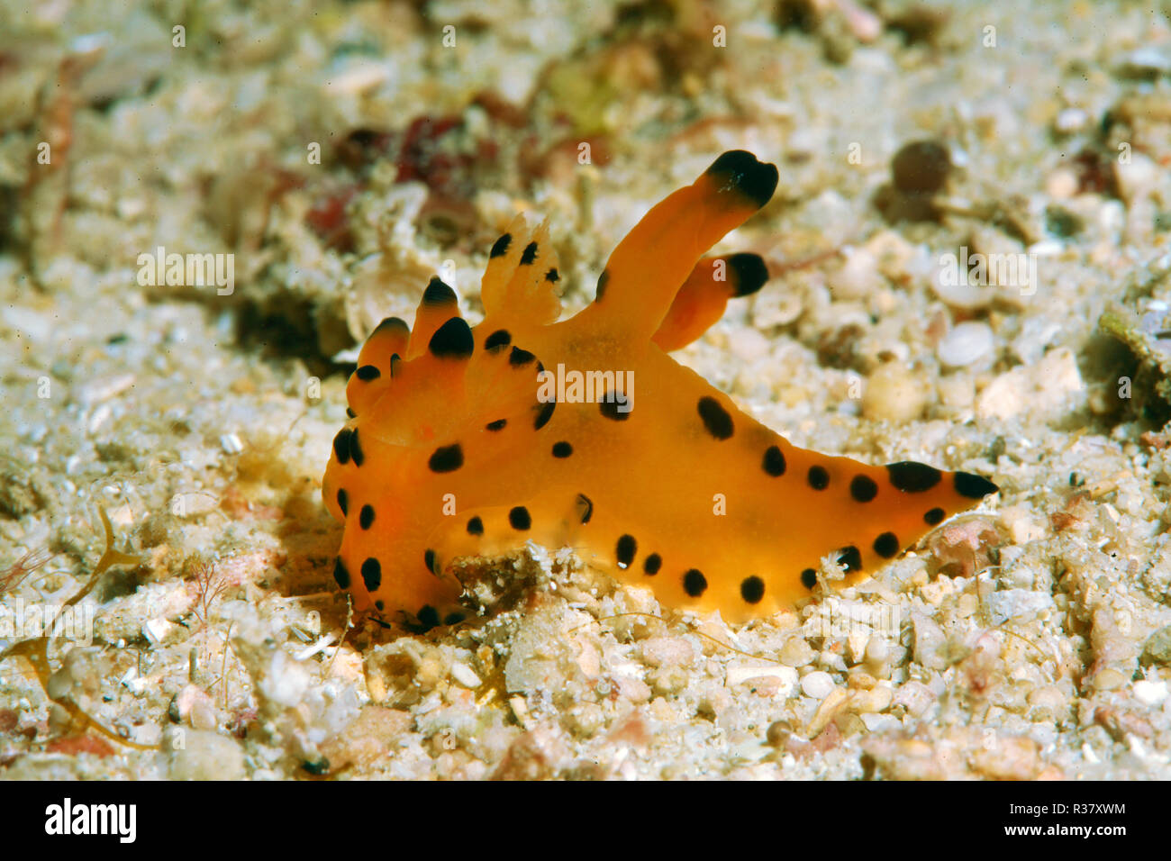 Mindoro Mollusc High Resolution Stock Photography and Images - Alamy