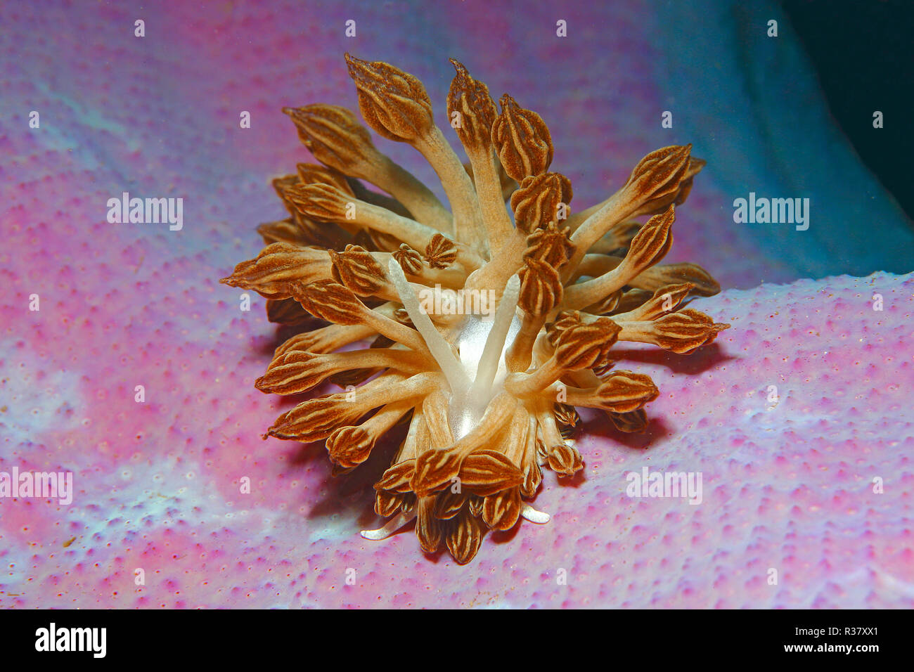 Thread Environment High Resolution Stock Photography and Images - Alamy