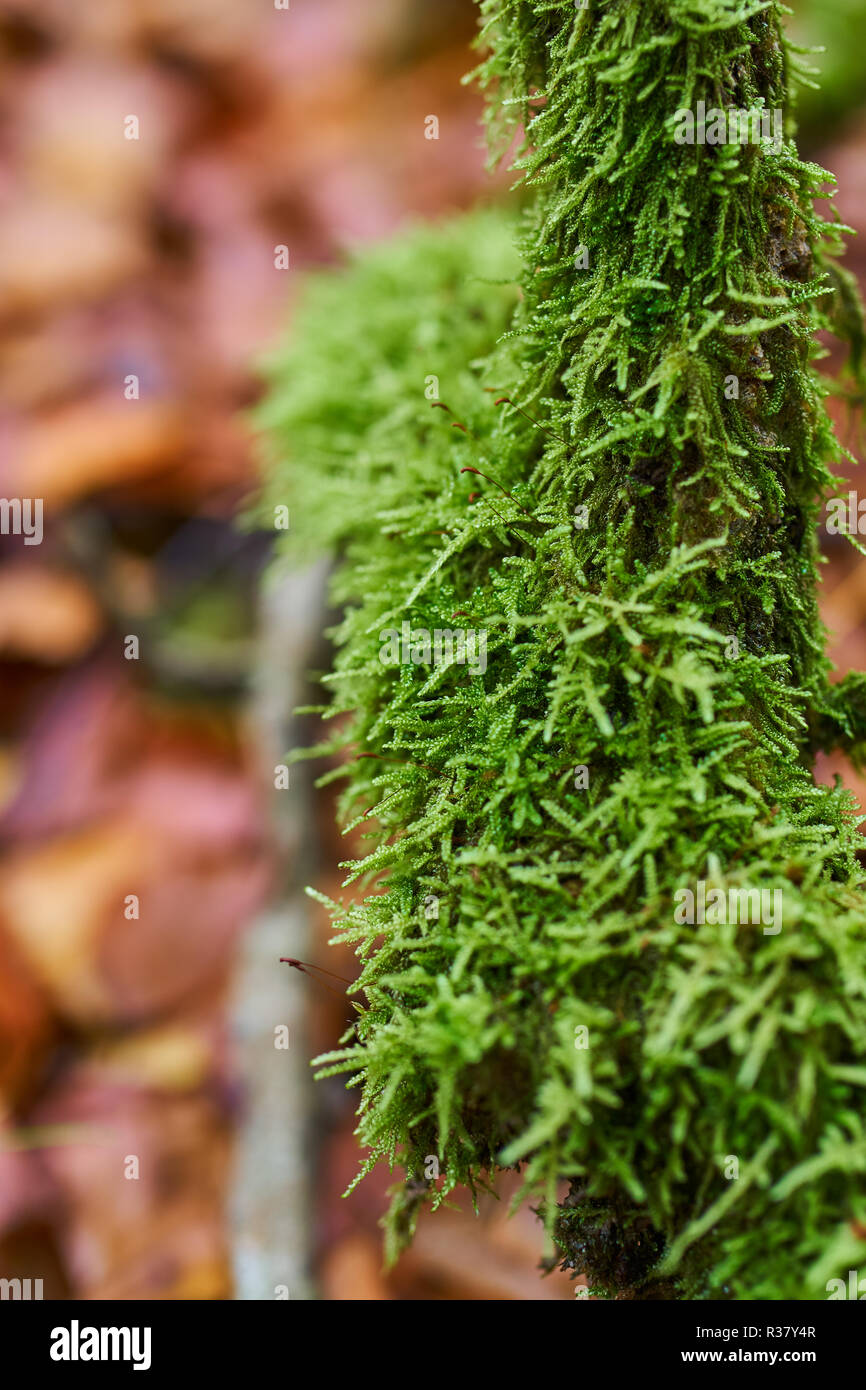 Closeup shot mountains forest hi-res stock photography and images - Alamy
