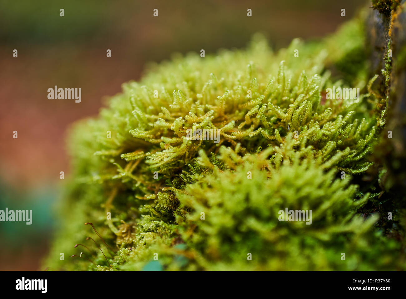 Detailed closeup view swamp hi-res stock photography and images - Alamy