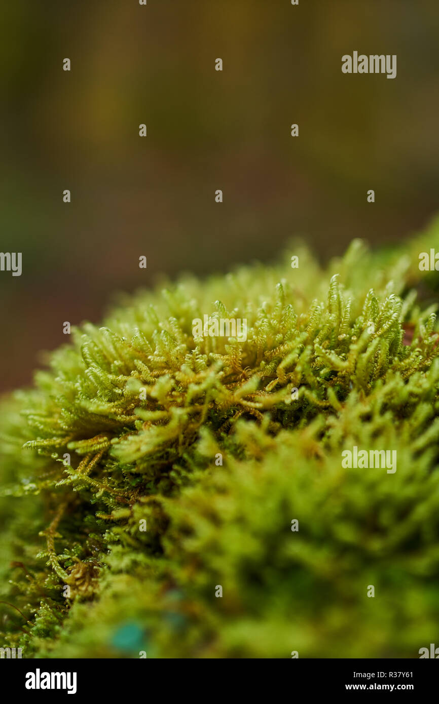 Detailed closeup view swamp hi-res stock photography and images - Alamy