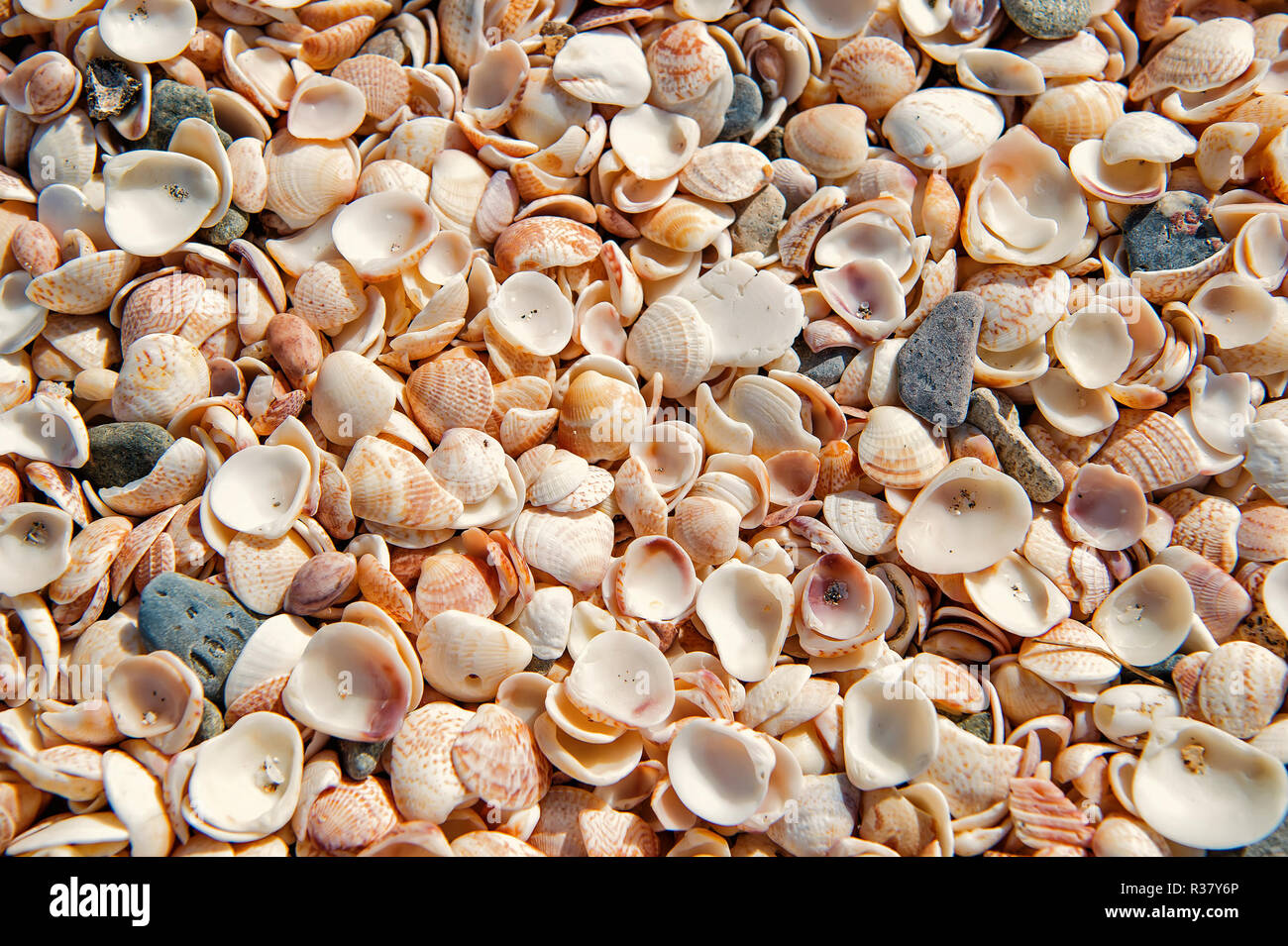 Shells yellow and red scallop hi-res stock photography and images - Alamy