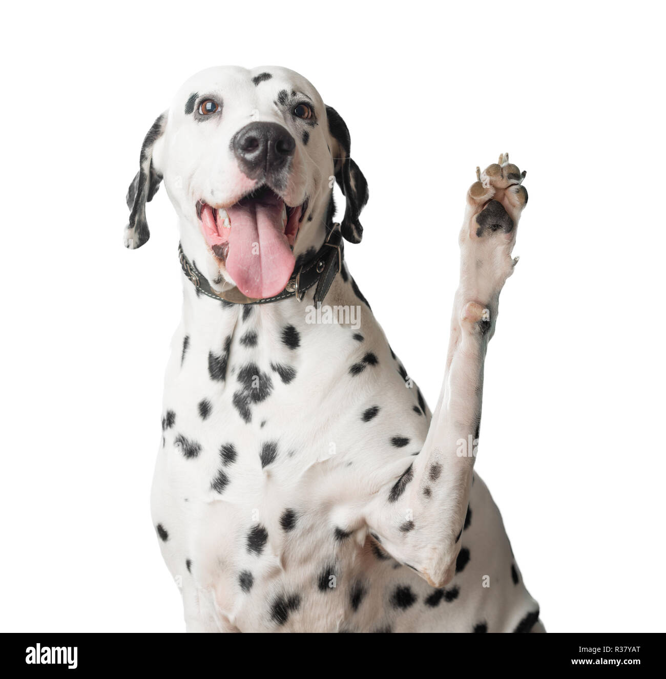 Acting puppy hi-res stock photography and images - Alamy