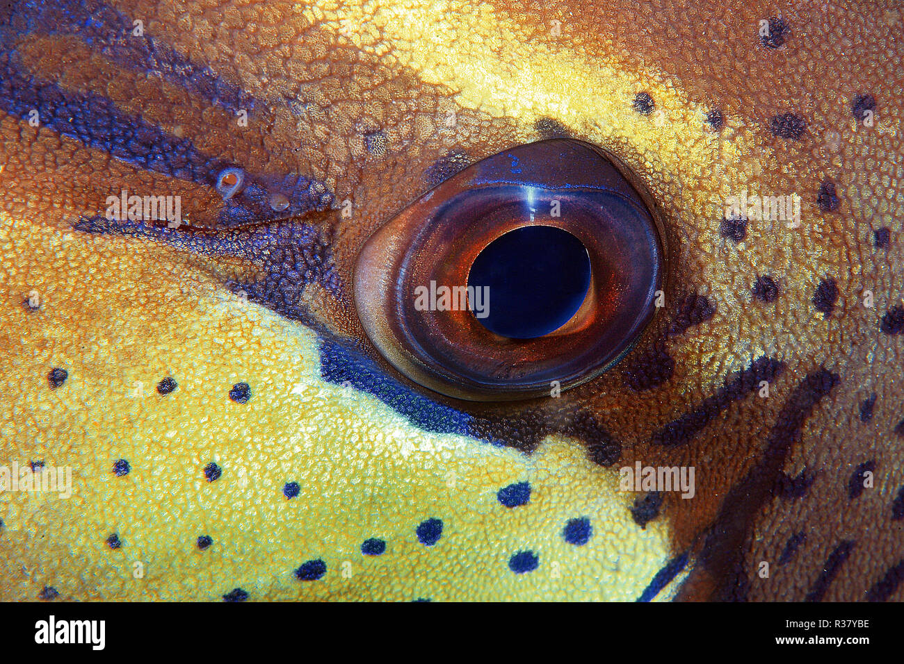 Siganidae High Resolution Stock Photography and Images - Alamy