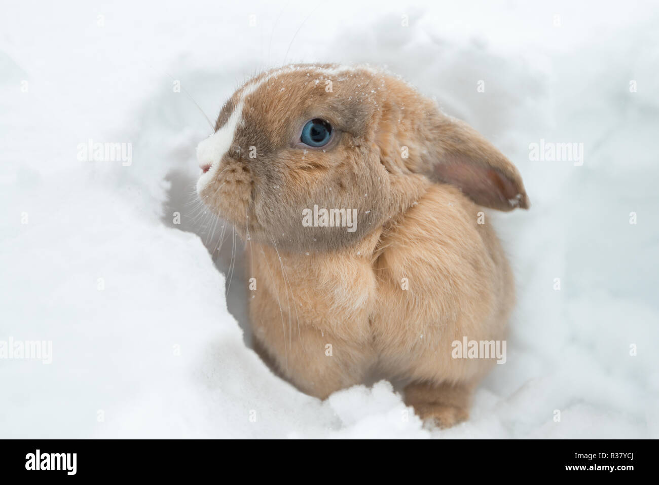 Sitting Hare Side Profile High Resolution Stock Photography and Images ...