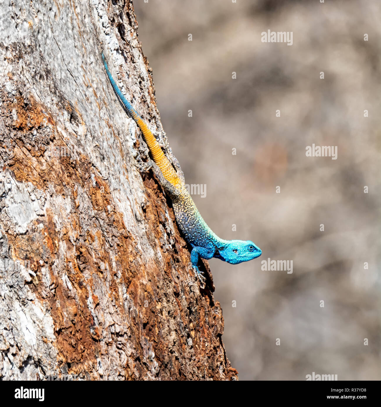 A male Tree Agama in Southern African woodland Stock Photo - Alamy
