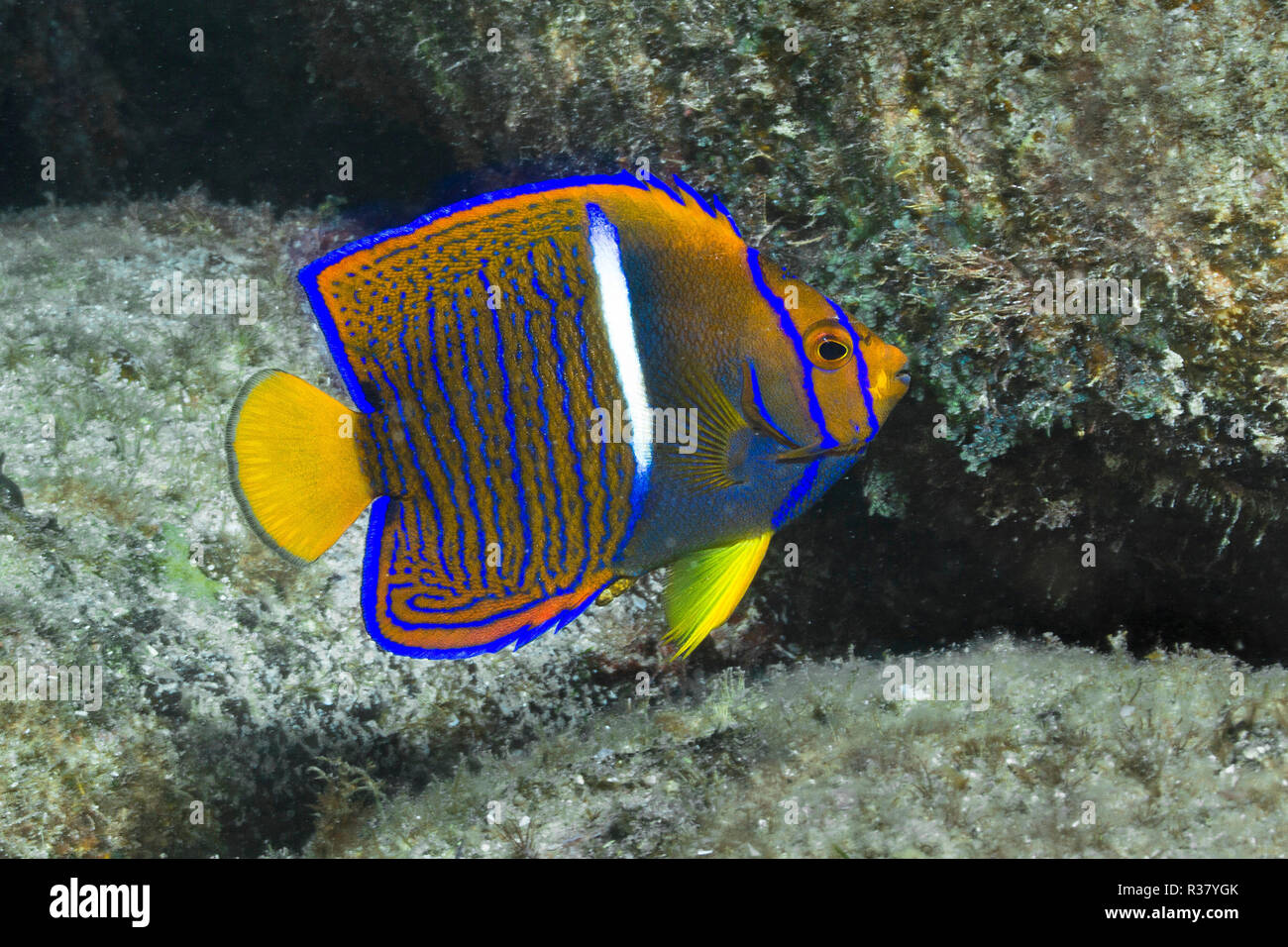 Royal Fish High Resolution Stock Photography and Images - Alamy