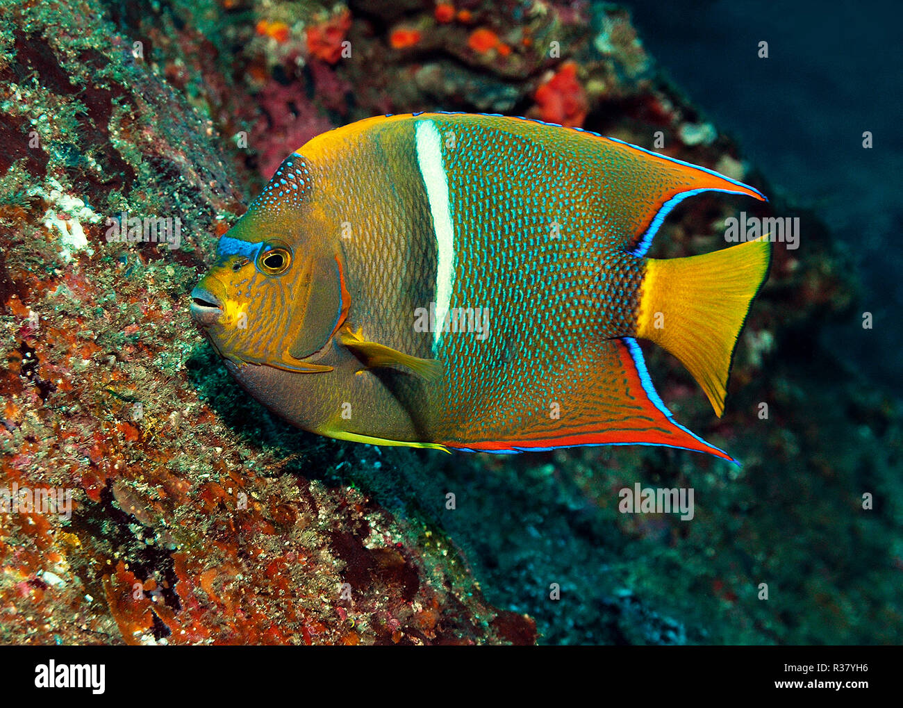 King Angelfish High Resolution Stock Photography and Images - Alamy