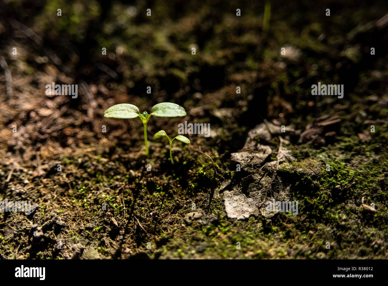 Growth environment hi-res stock photography and images - Alamy