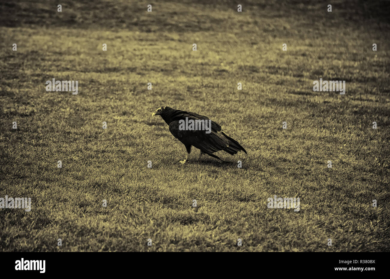 Protected eagle, detail of dangerous bird Stock Photo - Alamy