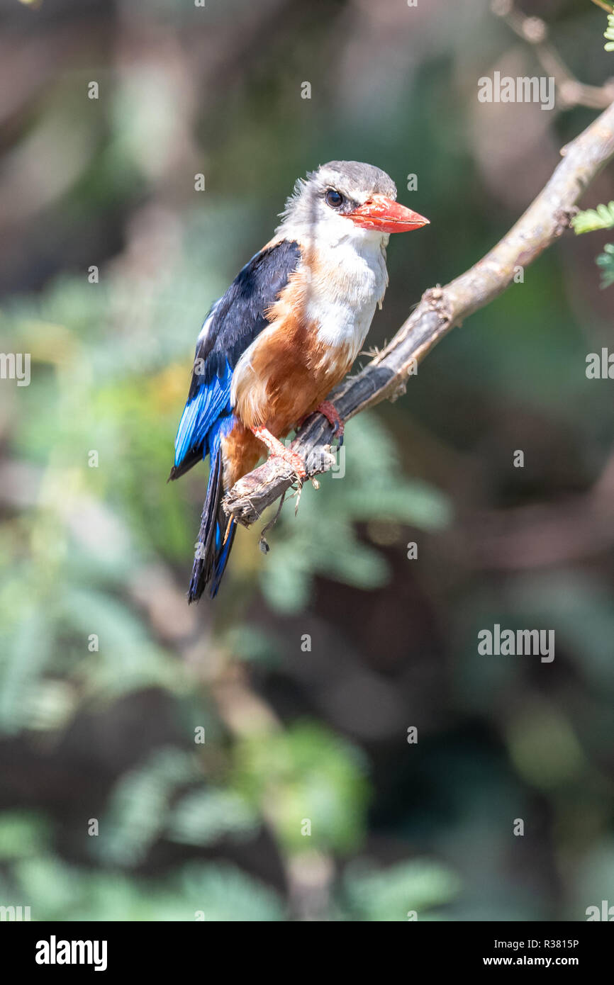 Grey headed kinfisher hi-res stock photography and images - Alamy