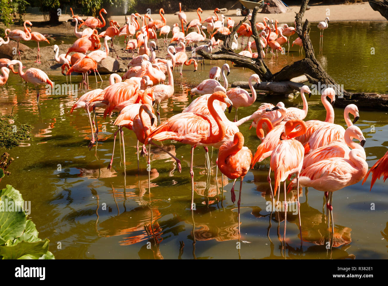Group pink flamingos hi-res stock photography and images - Alamy