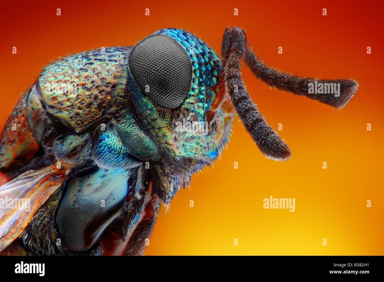 Microscopic view of a fly hi-res stock photography and images - Alamy