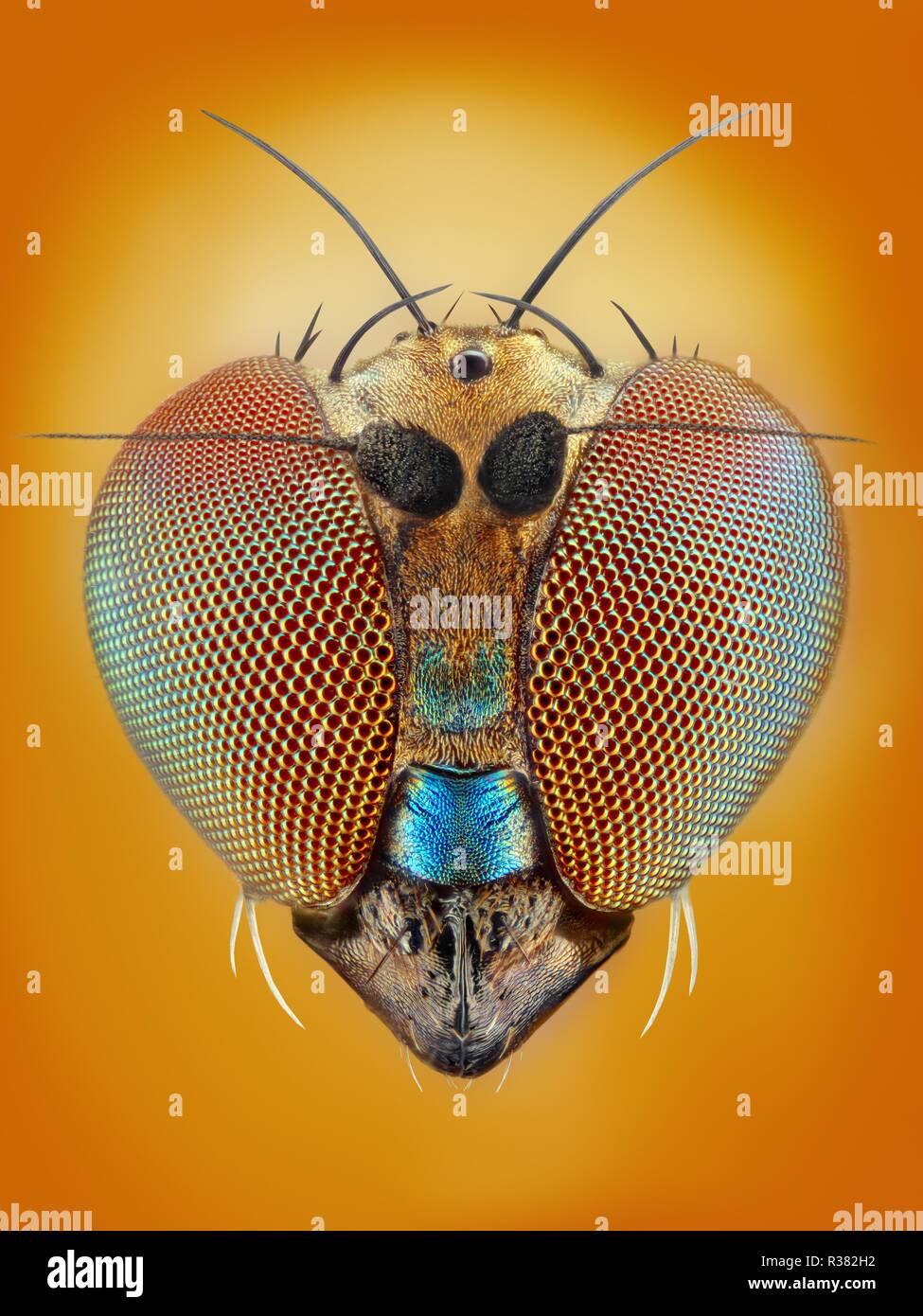 Microscopic view of a fly hi-res stock photography and images - Alamy