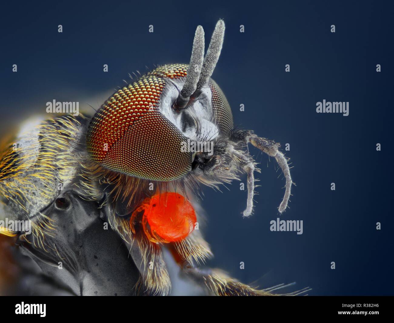 Parasite microscope hi-res stock photography and images - Alamy