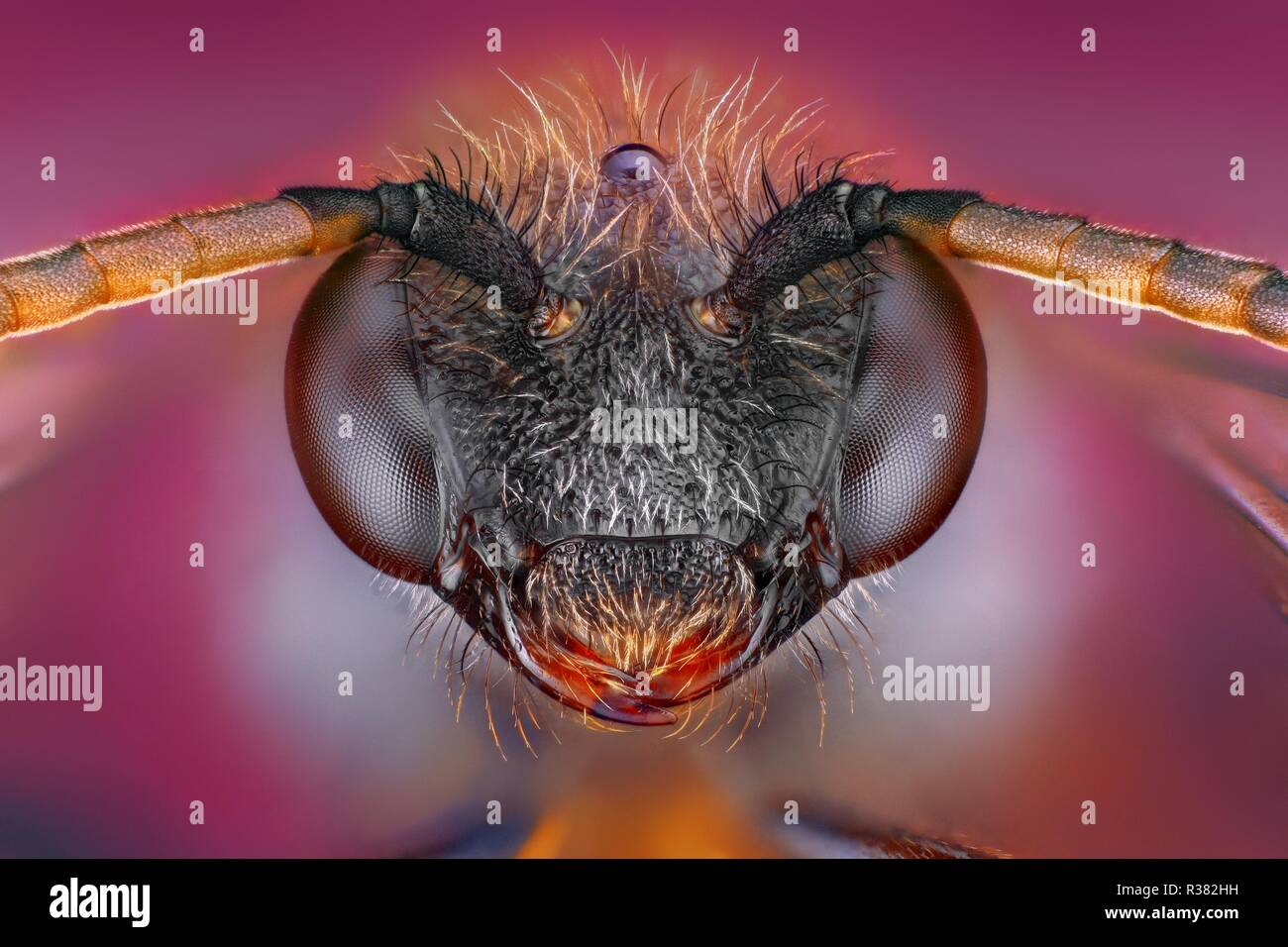 Microscopic view eye fly hi-res stock photography and images - Alamy