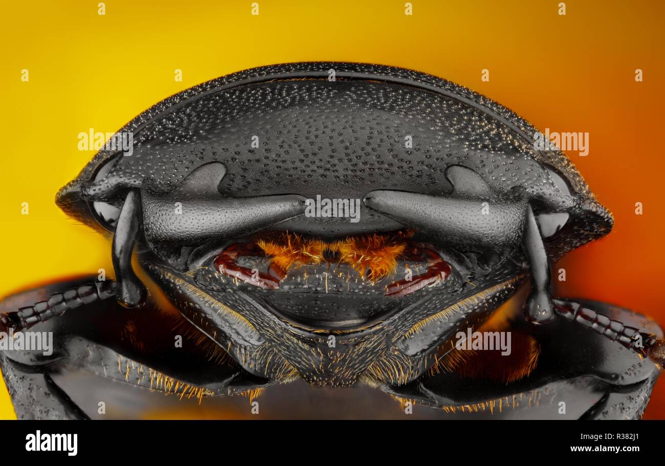 Stag beetle hi-res stock photography and images - Alamy